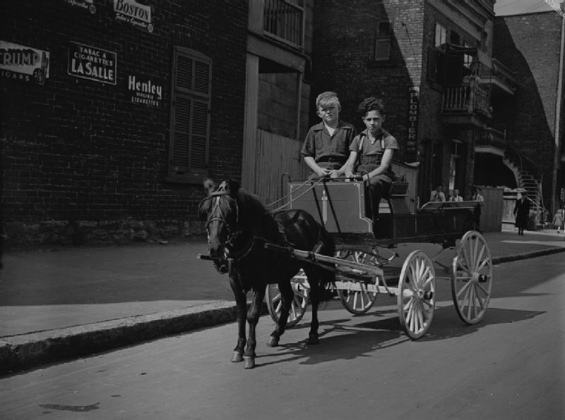 Animal. Yvon Desautels, René Gamache | Advitam - Bibliothèque et ...